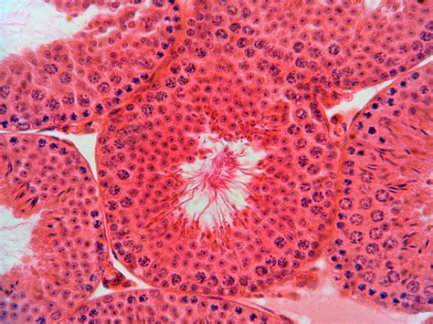 Frog Testis Stock Image C0048876 Science Photo Library