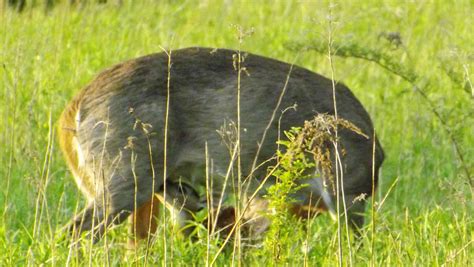 Nursing Doe By Nightstrobe On Deviantart