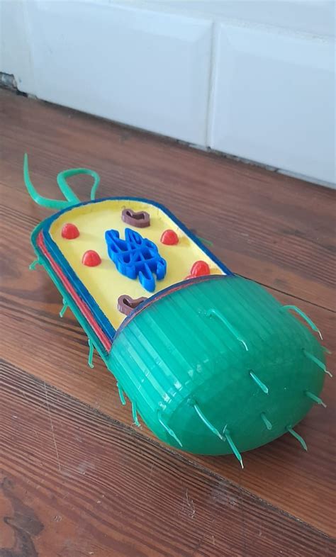 🎒 Célula Procariota・archivo Stl Para Impresión 3d・cults