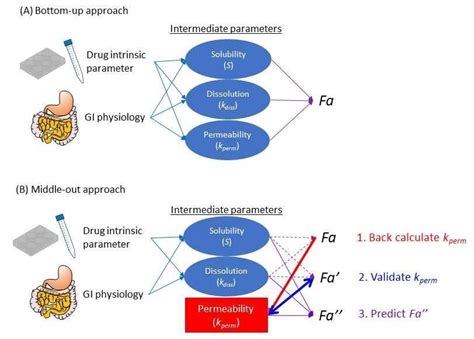 Bottom Up And Middle Out Approaches For Oa Pbpk Modelling A Middle Out Download Scientific