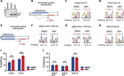 Splicing Inhibition In Primary Neurons Leads To An Increase In Editing Download Scientific