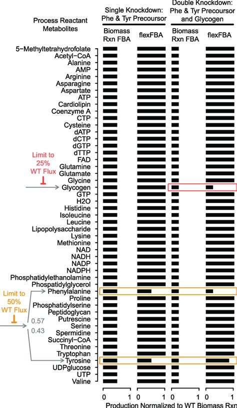 Branched Pathway Restriction Flex Fba Objective Biomass Metabolite