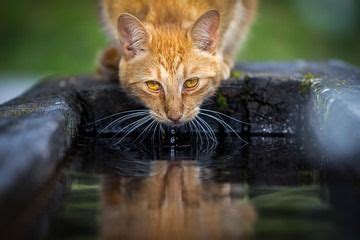 Cats Drinking Water-Bilder: Stock-Fotos & -Videos. | Adobe Stock in ...