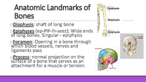 Chapter 3 THE SKELETAL SYSTEM Structures And Functions