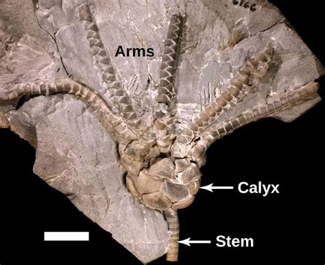Crinoids The Fossils That Inspired Alien Geology In