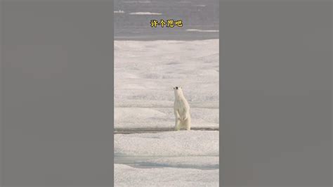 可爱的北极熊（cute Polar Bear） Youtube