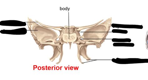 Cranial Features Diagram Quizlet