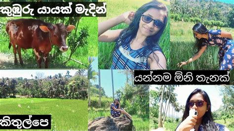 කුඹුරු යායක් මැදින් 🌾🌾 ලස්සන පරිසරයක හෝරා කිහිපයක් 😍💚 Youtube