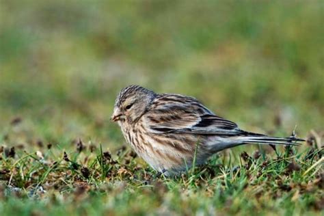 Lesser Redpoll Identification Guide Bird Spot