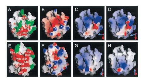 Crystal Structure Of The Cd2 Binding Domain Of Cd58 Lymphocyte Function Associated Antigen 3