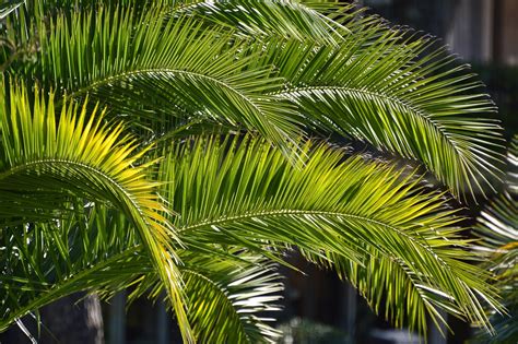 10000 Free Palm Sunday Images And Palm Sunday Photos Pixabay