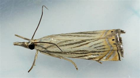 Co Horts Cranberry Girdler Rears Its Ugly Head