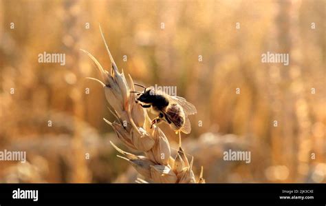 A Honey Bee Sits On A Ripe Ear Of Wheat Pollination A Field Of Ears