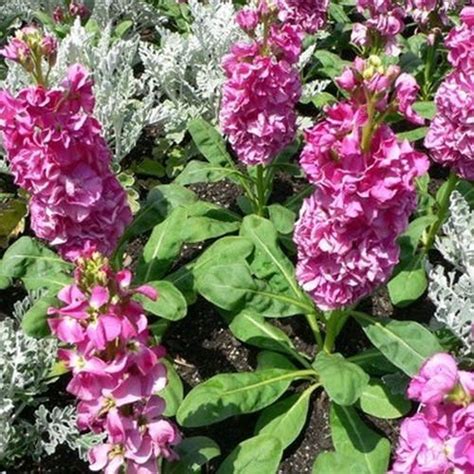 Stock Deep Rose Flower Seeds Matthiola Incana Ten Week Deep Etsy