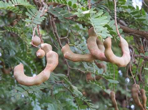 Купить семена Тамаринд или Финик Индийский Tamarindus indica в Москве ...