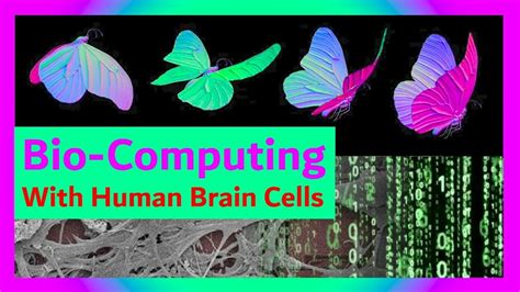 Can A Lab Grown Mini Human Brain” Really Fly A Butterfly Breaking Down Finalsparks New Tech