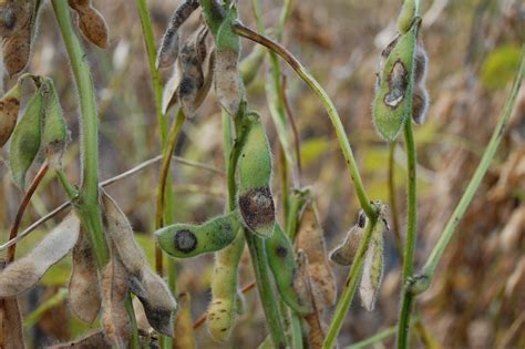 콩 키우기 콩 심는 시기 콩 파종시기 콩 심는 방법 알아보기 농사정보