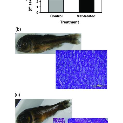 Scoring Of Secondary Sex Characteristics For Control Males And Fhm