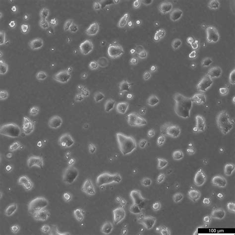 Beta Tc 6 Cells
