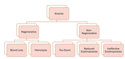 Anemia Flashcards Quizlet