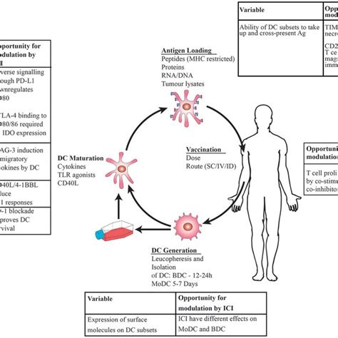 List Of Pro Inflammatory Anti Inflammatory Cytokines And Chemokines As