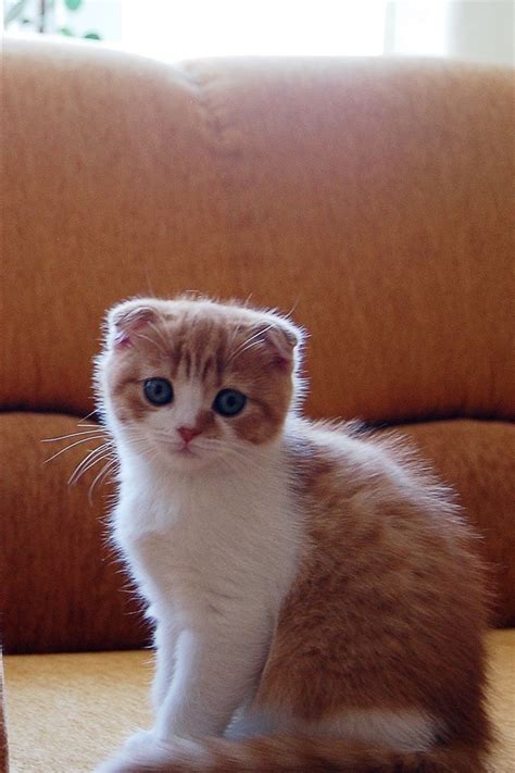 배경 화면 새끼 고양이 두 마리 2560x1600 그림 이미지