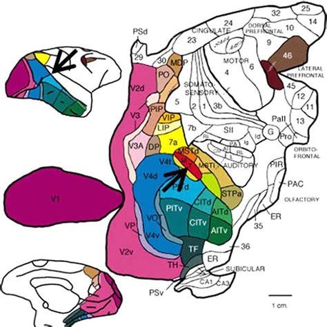 two dimensional map of macaque visual areas cerebral cortex from
