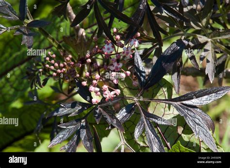 Sydney Australia Stem With Buds And Pink Flowers Of A European Black Elderberry Tree Stock