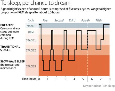 Stages Of Sleep Psychology Cycle Sequence 45 Off