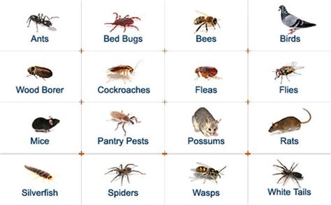 How To Identify Common Pests In Your Home Pest Control Australia