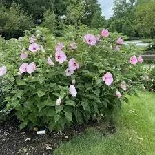 Buy Hibiscus Moscheutos Swamp Rose Mallow Online Nz