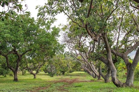 BonsÁi De Aguacate ¿es Posible ¿cómo Se Hace
