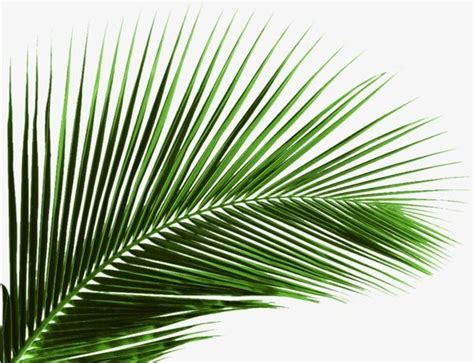 야자 나뭇잎 일러스트 야자 그림 이파리 녹색 잎 Png 일러스트 및 이미지 에 대한 무료 다운로드 Pngtree