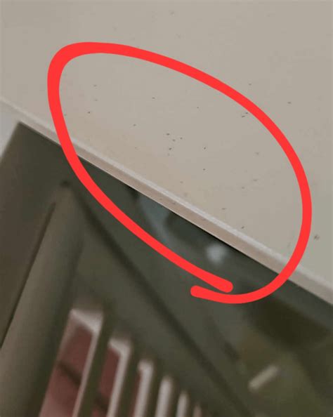 Miniscule White Brown Bugs Found All Over Furniture We Bought At A Yard Sale 3 Months Ago R