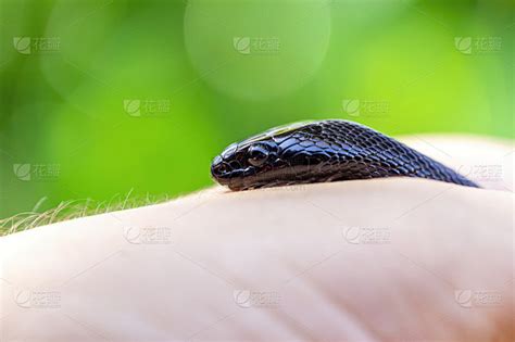 Lampropeltis Getula Nigrita