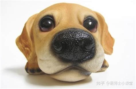说出来你可能不相信狗狗的鼻子竟然会变色 知乎