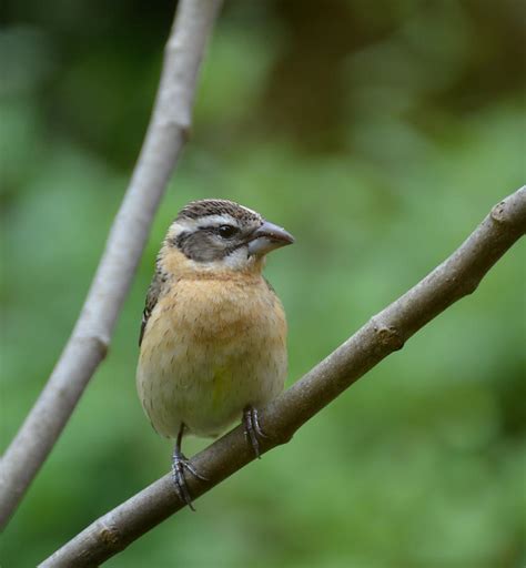 Black Headed Grosbeak Female Ii Photograph By Ronda Broatch Fine Art