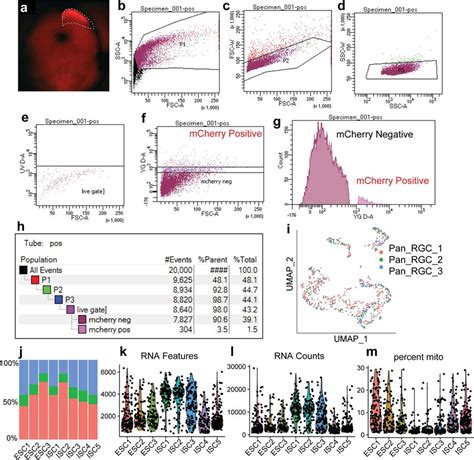 Trans Seq Workflow And Bioinformatic Prediction For Neuronal