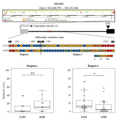 Expression Of Complement Factor H Cfh In Lung Cell Lines And Human