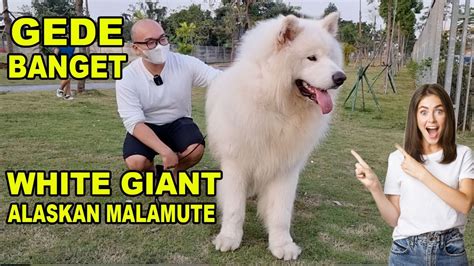 White Giant Alaskan Malamute