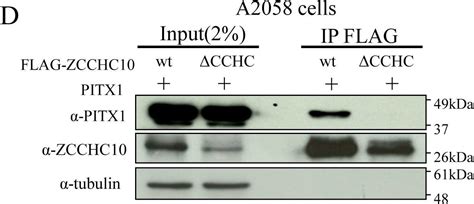 Pitx1 Antibodies Antibody Search Engine Citeab