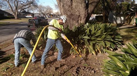 Root Collar Repair Texas Tree Team Houston Tree Service