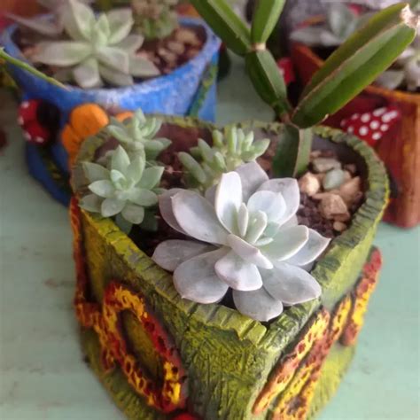 Plantas Sembradas En Macetas De Corazón Plantas Sembradas De Sol Y