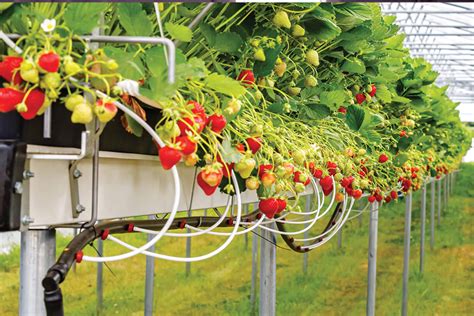 Complex Drip Irrigation System 16 Mm Plastic Home Gardens Drip