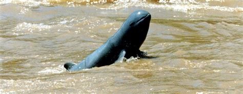 Irrawaddy Dolphin Ocean Treasures Memorial Library