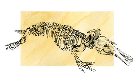 Luca Lonardi The Platypus Naturalist Illustration