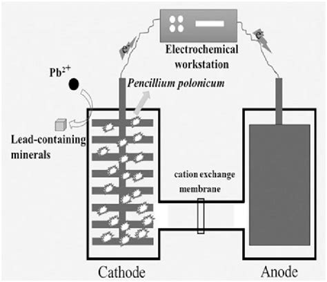 Schematic Diagram Of The Experimental System Download Scientific Diagram