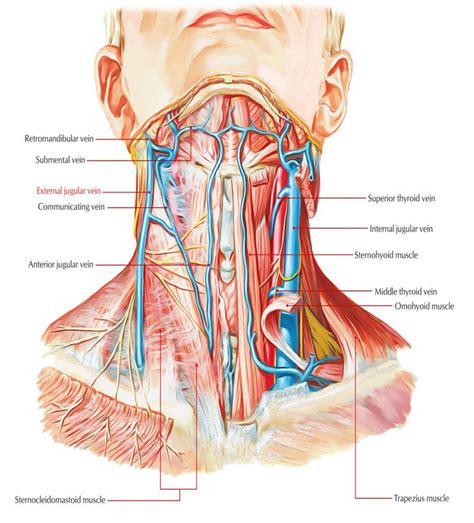 Neck Anatomy