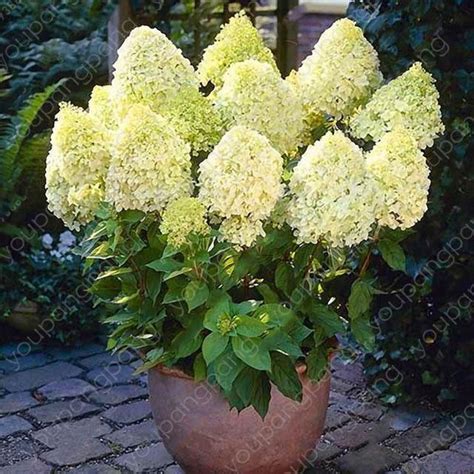 Hydrangea Paniculata Flower Seeds