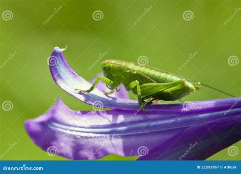 A Grasshopper In Close Up Sitting On A Textured Surface On A Blurred Neutral Background Stock